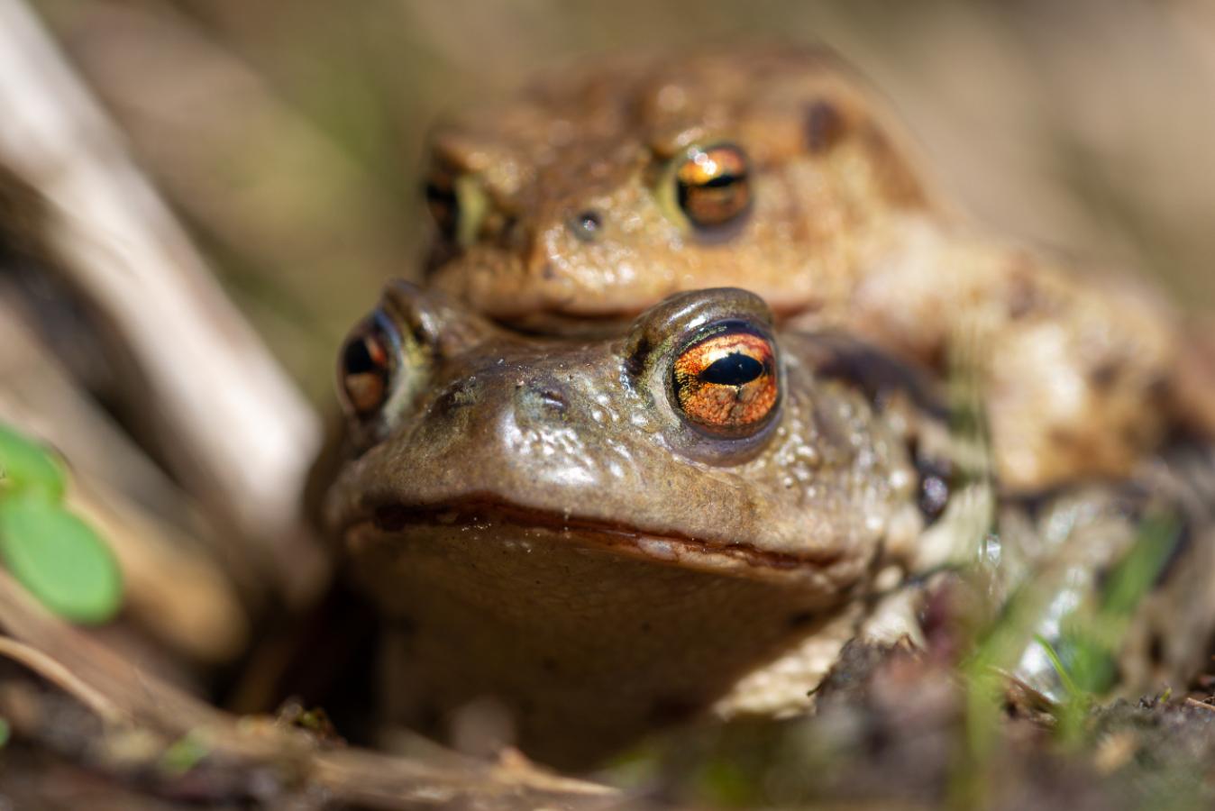 Bielskie Błonia: Niebieskie Żaby i Sekrety Płazów