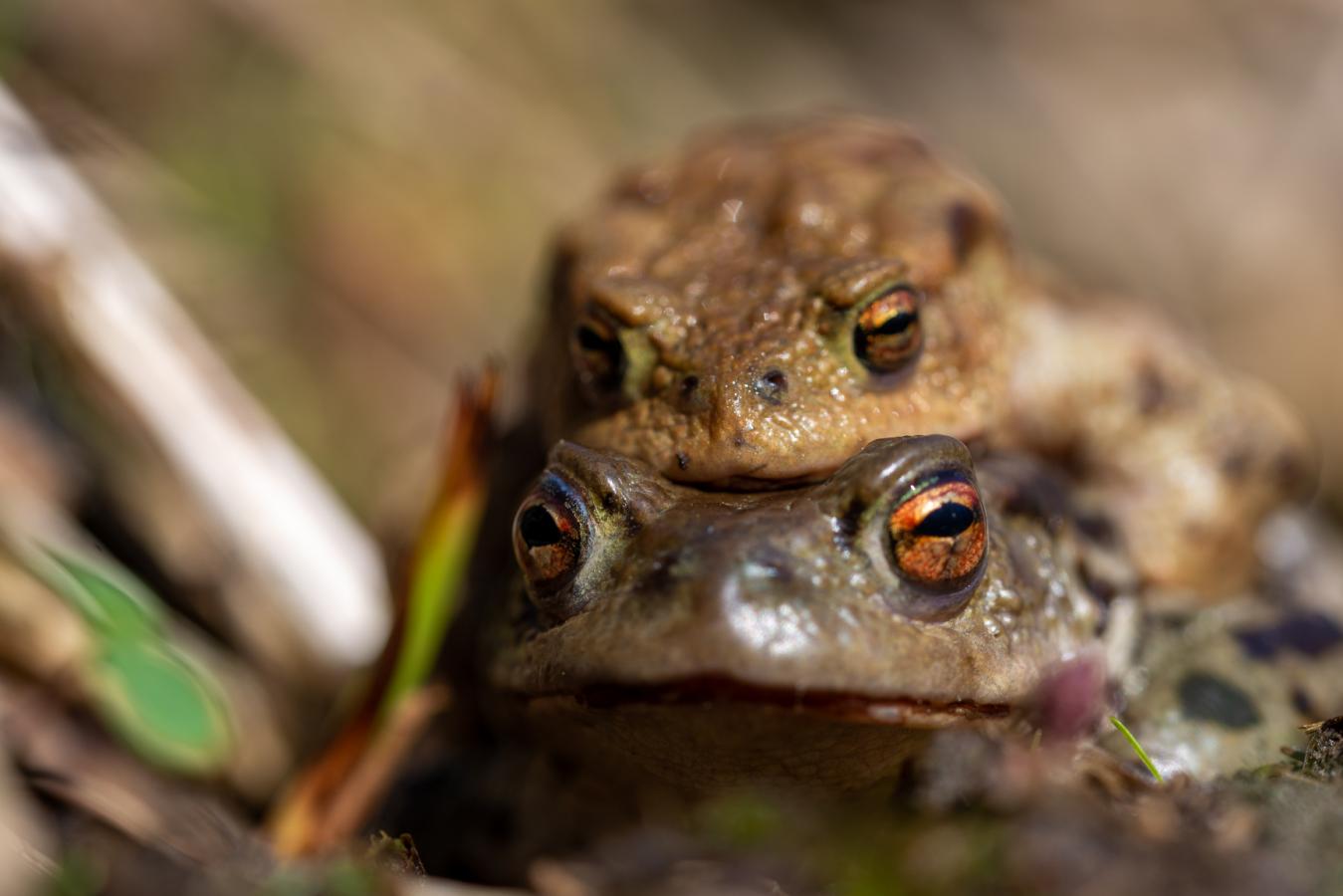 Bielskie Błonia: Niebieskie Żaby i Sekrety Płazów