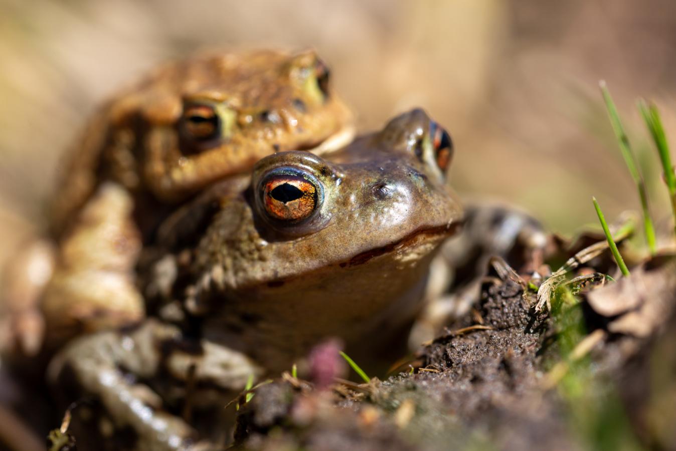 Bielskie Błonia: Niebieskie Żaby i Sekrety Płazów