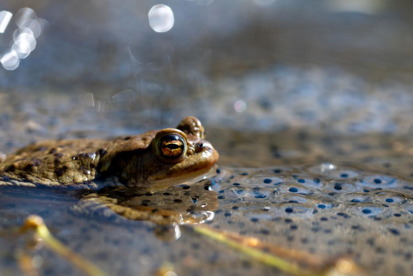 Bielskie Błonia: Niebieskie Żaby i Sekrety Płazów