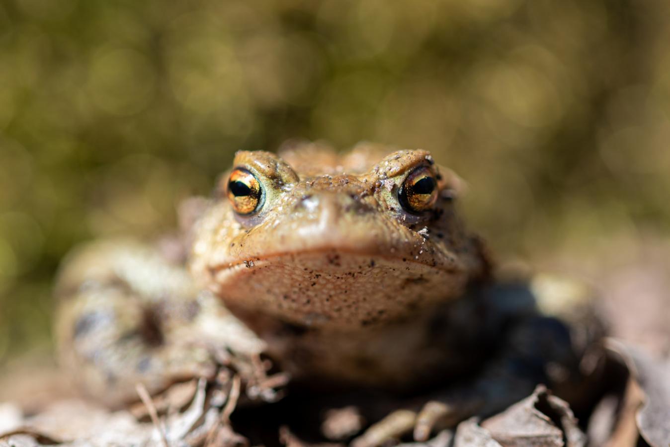 Bielskie Błonia: Niebieskie Żaby i Sekrety Płazów